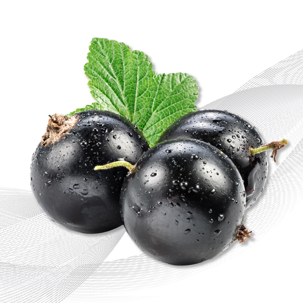 Black Currant – RekaFlavour